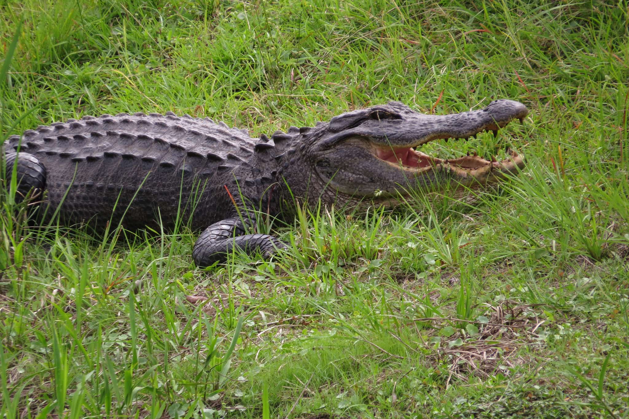 5 ft. Alligator caught in Whitley County lake - 95.3 MNC