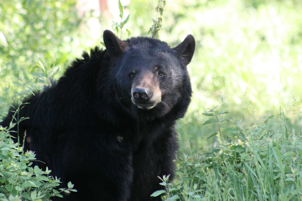 Black bear sighted in Cass Co. Michigan - 95.3 MNC