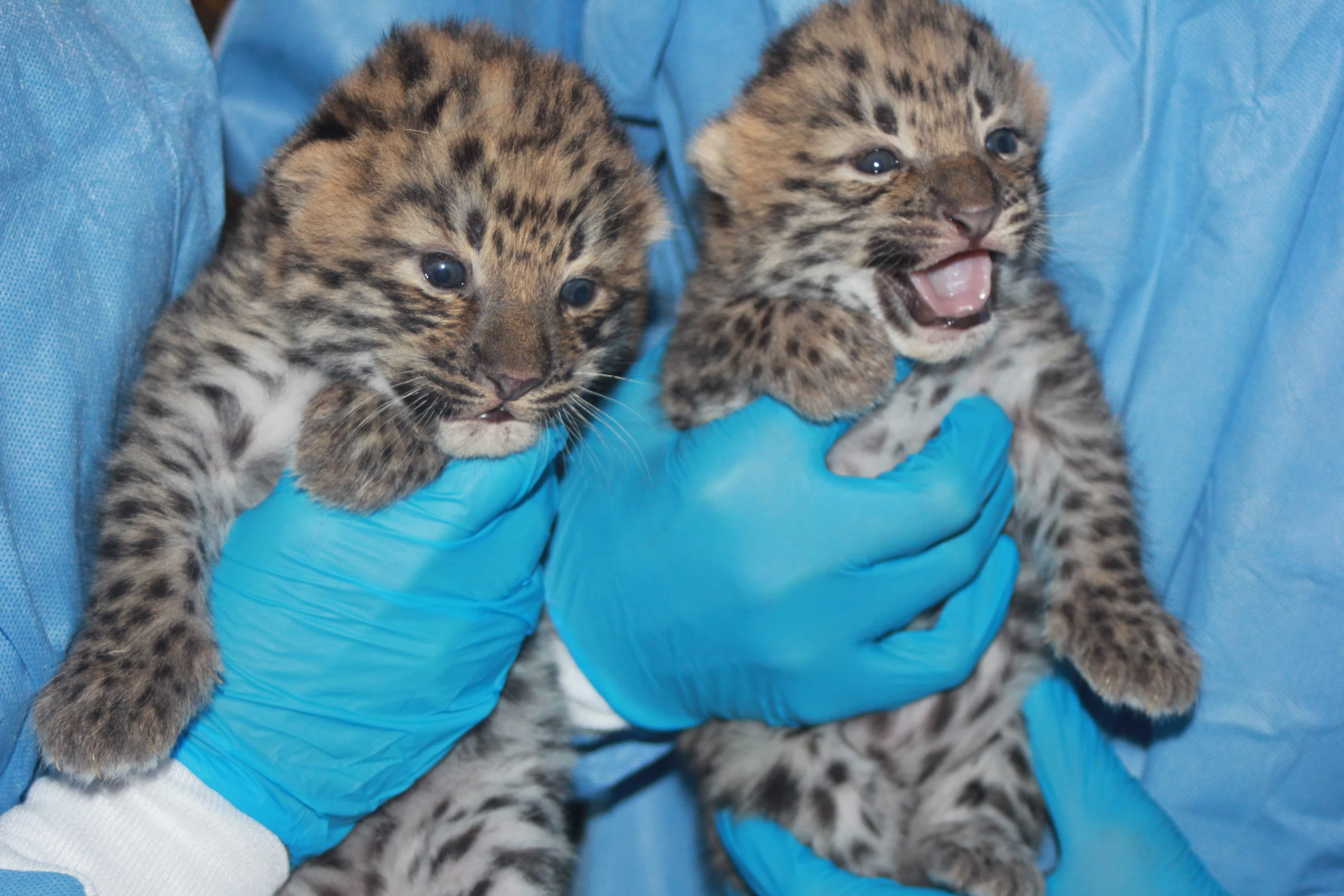 Rare Amur Leopard twins born at Potawatomi Zoo | 95.3 MNC