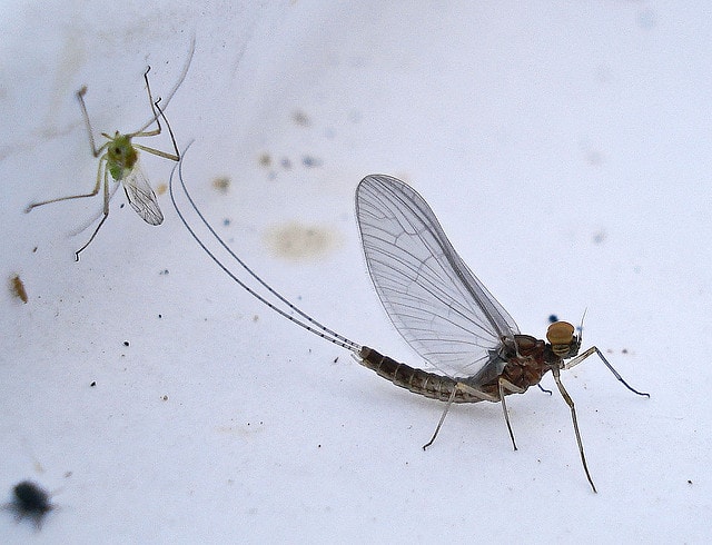 Purdue's vast insect collection gets $3.6M in grants - 95.3 MNC