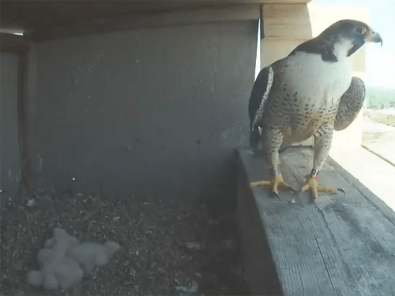 Peace and Maltese, South Bend's peregrine falcon power couple, become ...