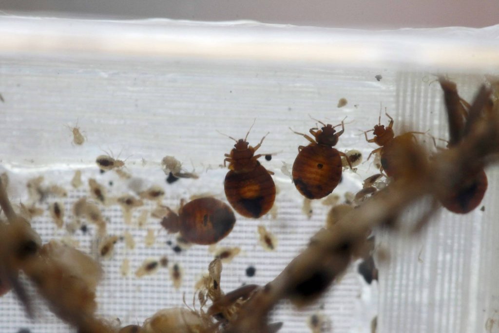 South Bend makes list of top cities for bed bugs - 95.3 MNC
