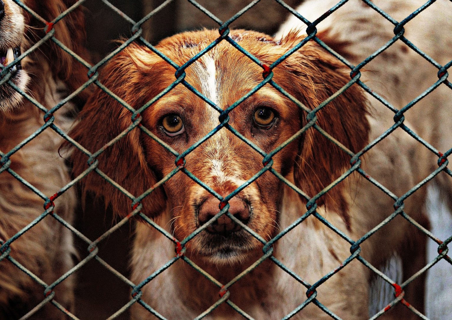 Resale to the Rescue: Turning donations into lifesaving support for ...