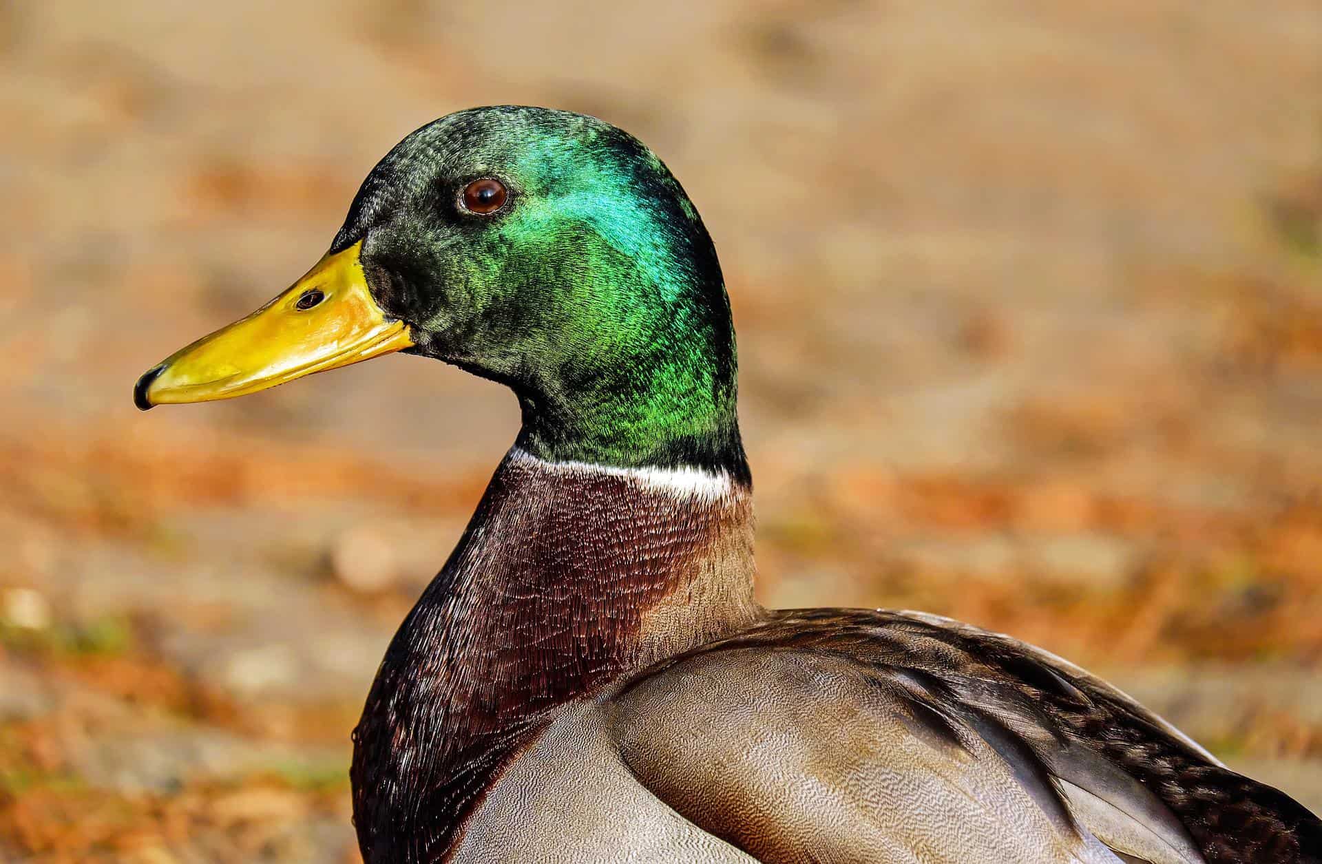 Avian flu outbreak has made it's way to northern Indiana - 95.3 MNC