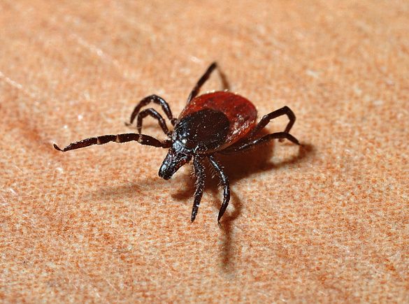 Berrien County officials remind you: Tick season is here - 95.3 MNC